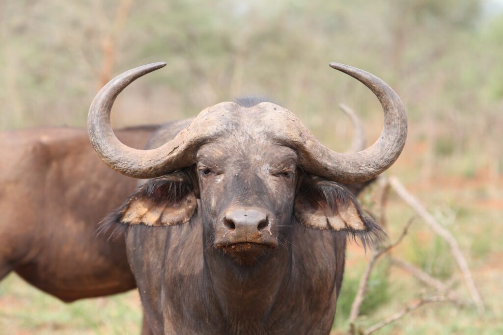 Akagera Safari Adventure | Inland Africa Safaris Rwanda