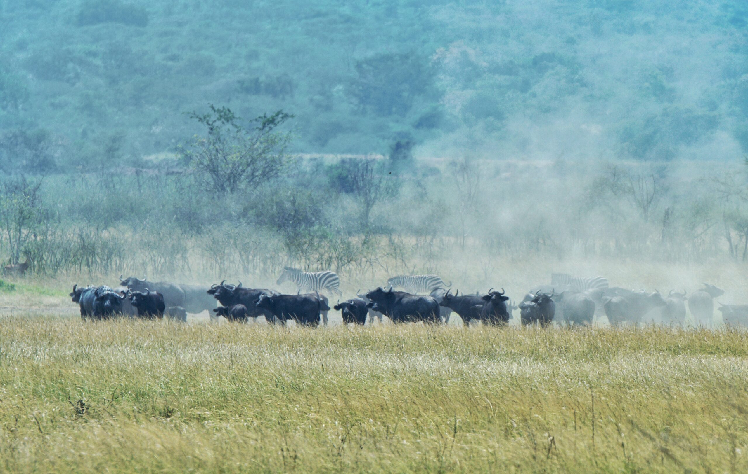 Akagera Safari Adventure | Inland Africa Safaris Rwanda